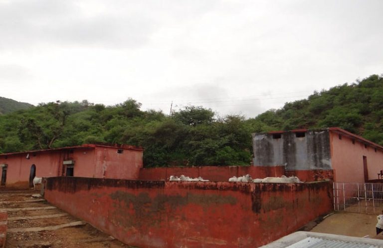 Gaushala Gallery – Shakambhari Mata Sakrai Dham